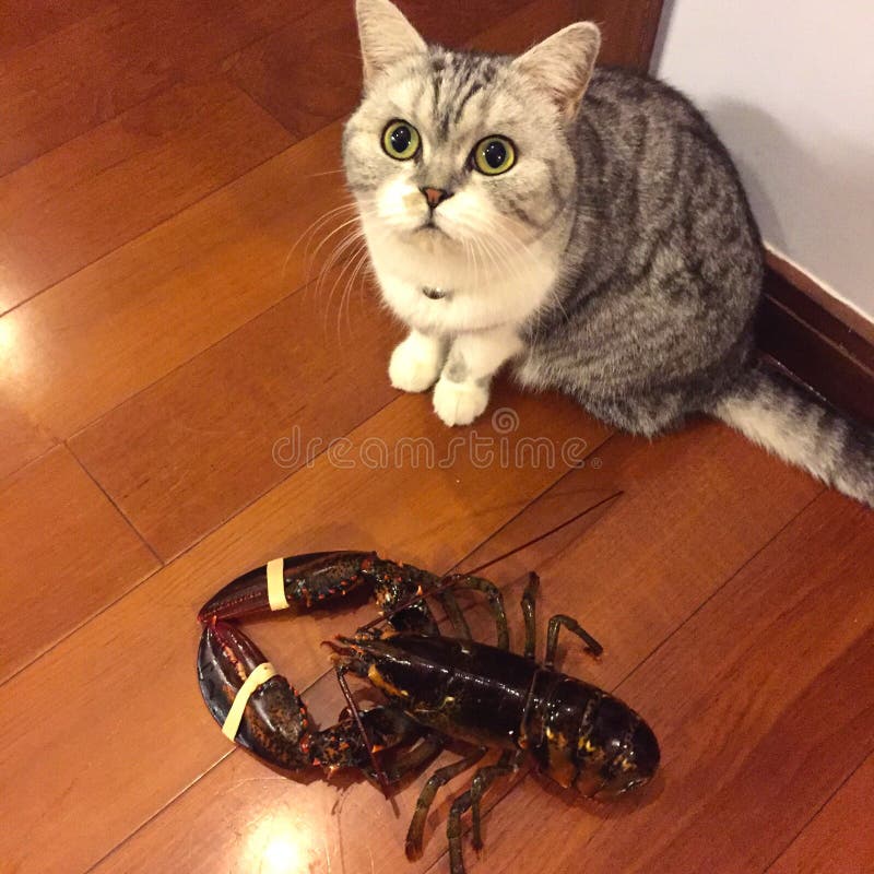 Kitty with lobster stock image. Image of family, seafood - 62374287