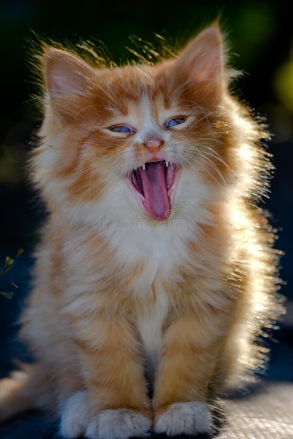 Kitty stock photo. Image of ginger, kitten, lonely, kitty - 80787242