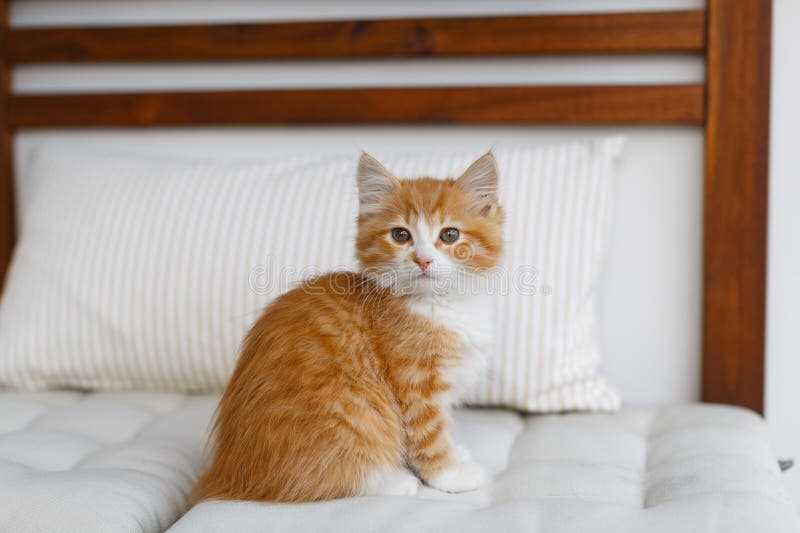 Cute Sunny Fluffy Ginger Cat with White Spots Sitting on Sofa, Front ...