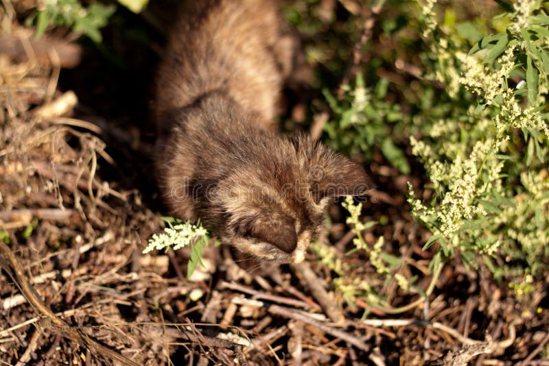 Kitty is looking for grig stock image. Image of years - 115224499