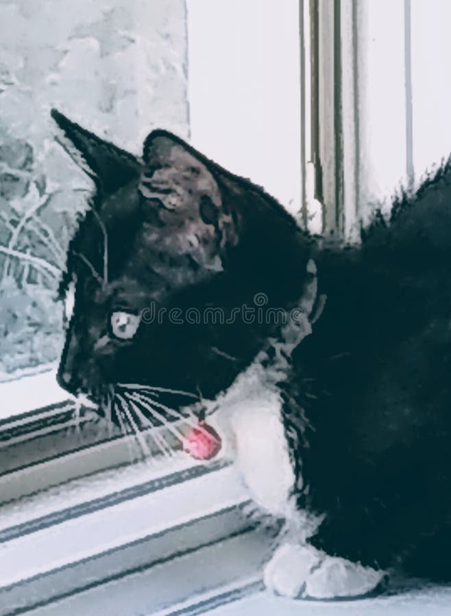 Kitty stock photo. Image of pets, kitty, black, window - 164973464