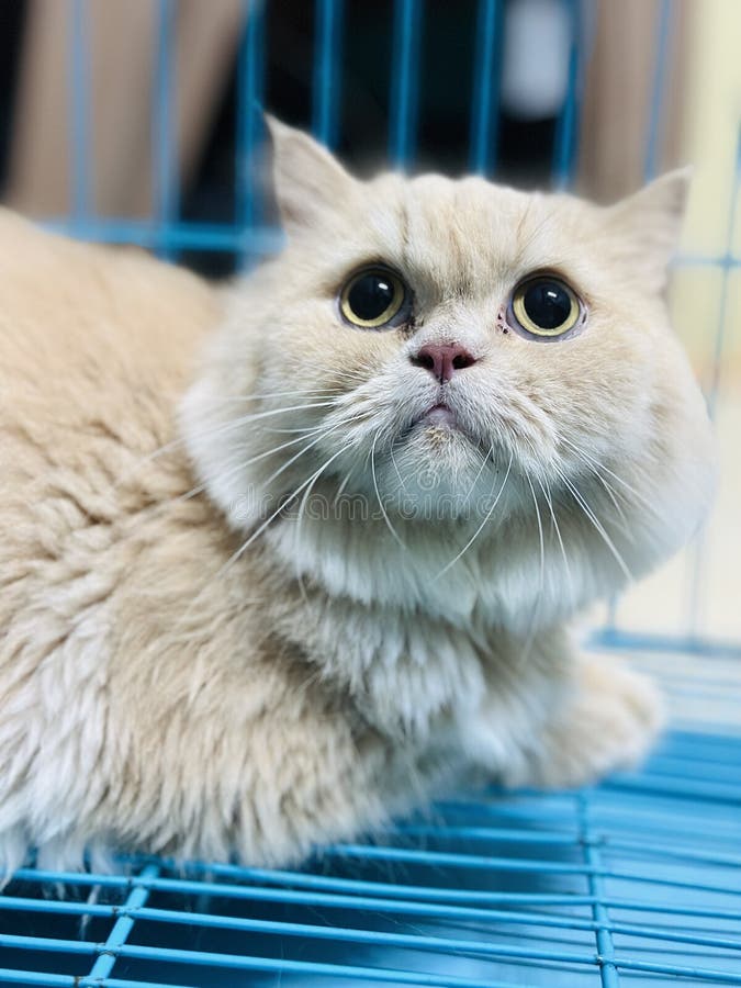 Kitty meow stock photo. Image of meow, kitty, purrfect - 351216568