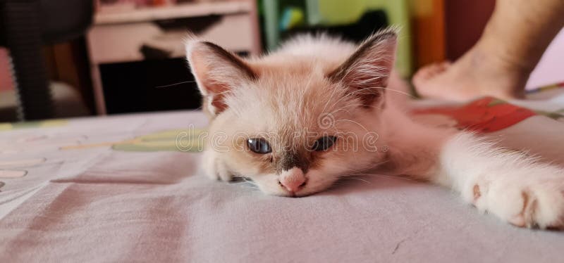 Kitty Mochi Stock Photos - Free & Royalty-Free Stock Photos from Dreamstime