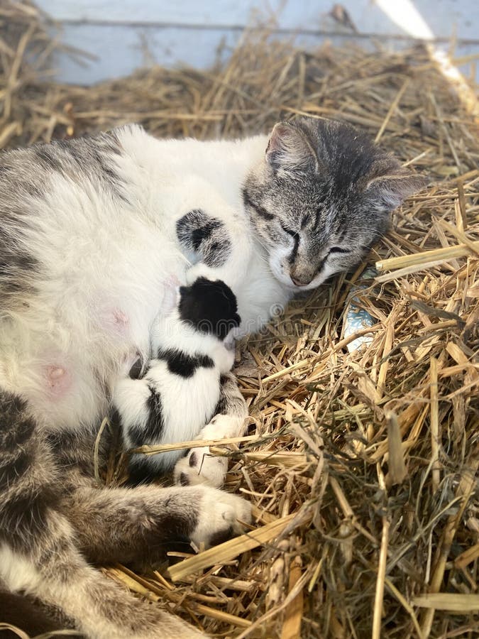 Kitty kitty stock image. Image of kitty, happy, life - 179545917