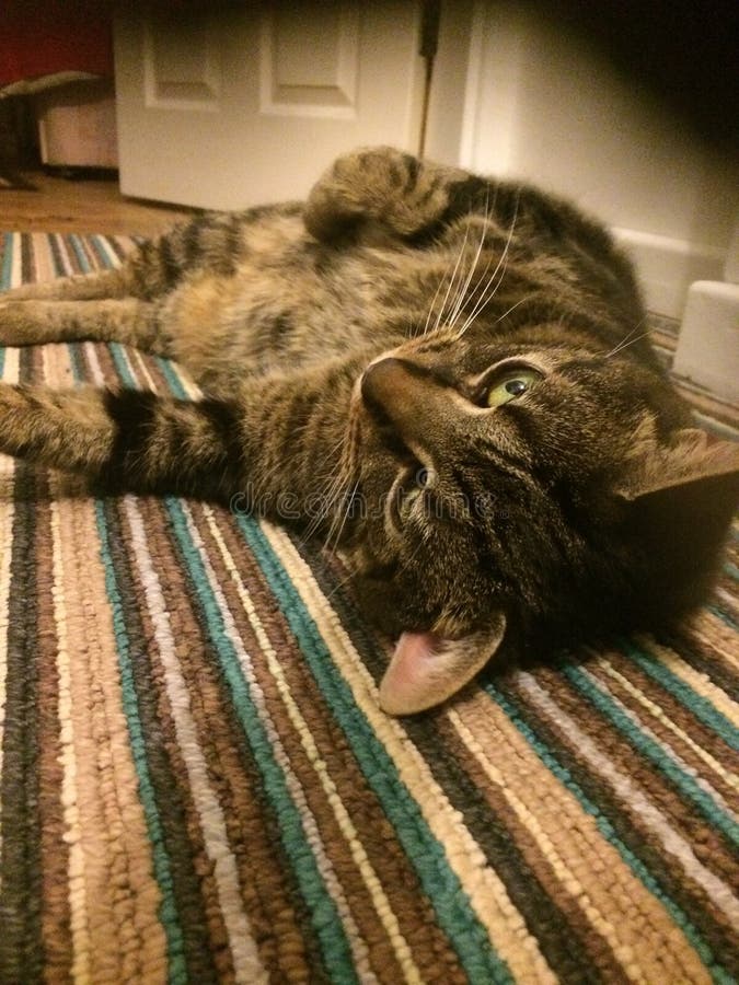 Kitty stock photo. Image of kitty, cats, animal, moron - 50979420