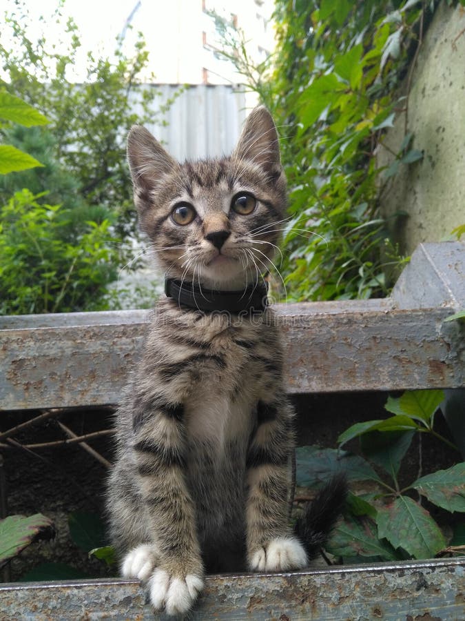 Kitty stock image. Image of pets, love, little, kitty - 77303807