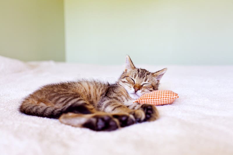Kitty Nap stock photo. Image of kitty, home, love, bedding - 25953854