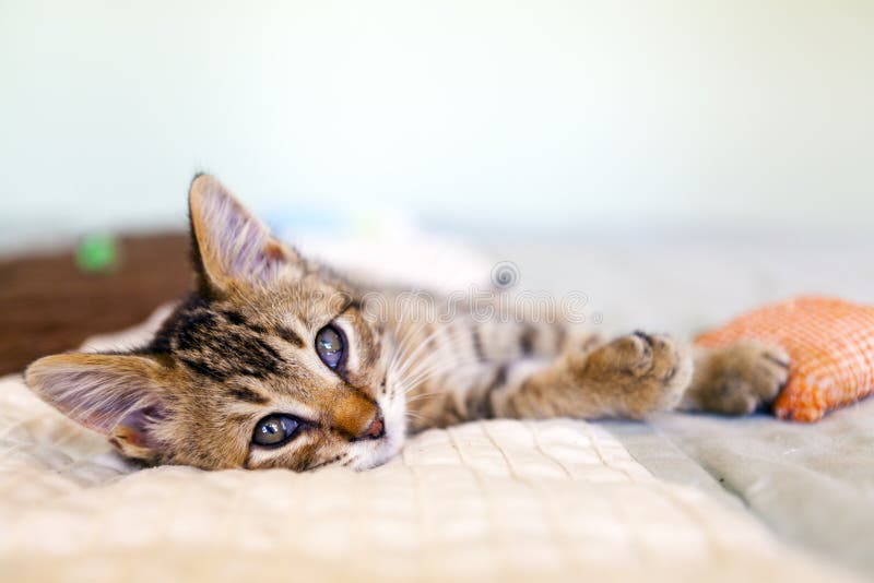 Cat Nap stock photo. Image of lazy, eyes, friendly, shorthair - 943400