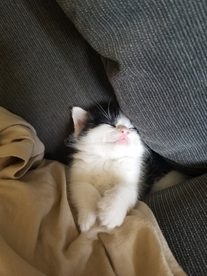 Kitty stock photo. Image of adorable, slepping, cute - 173554538