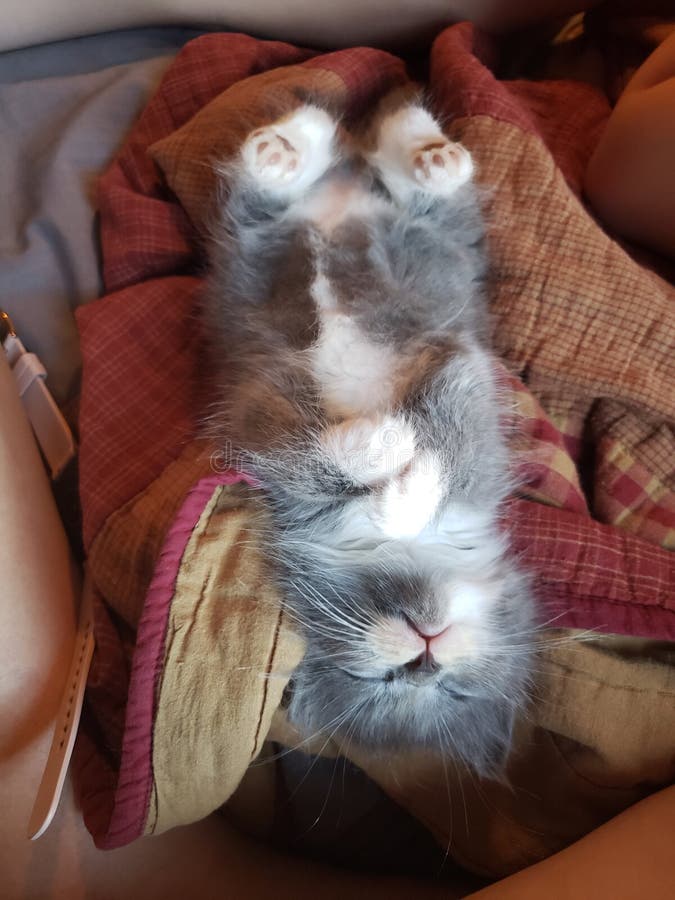 Kitty Nap time stock image. Image of grey, furry, time - 172924759