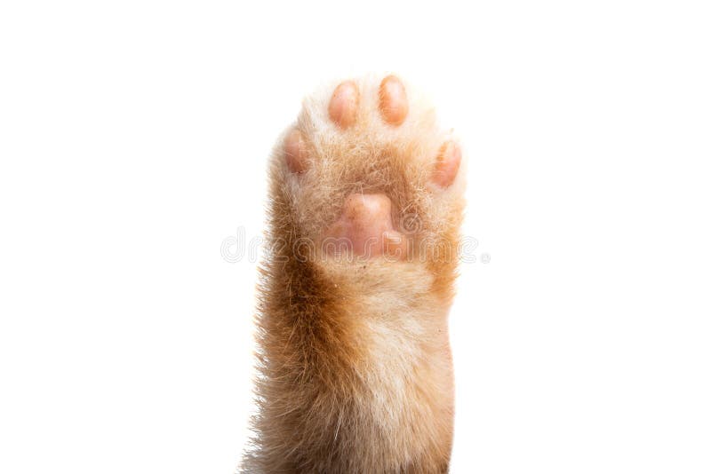 Kitty paw isolated stock image. Image of purebred, domestic - 154509101