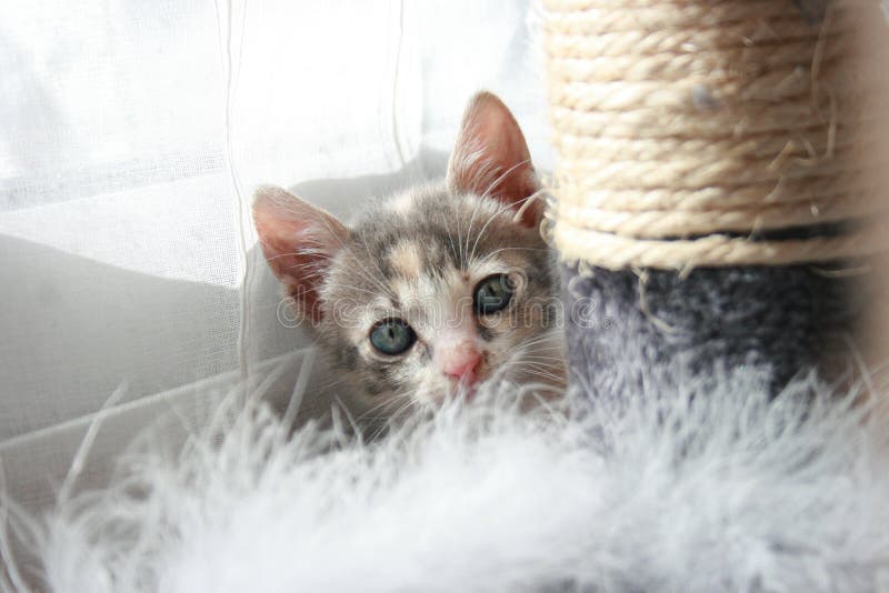 Kitty Playing with Each Other Stock Photo - Image of colors ...