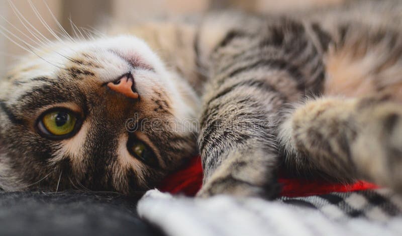 Kitty Playing with Each Other Stock Photo - Image of deep, britgh ...