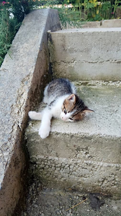 342 Zoo Stairs Stock Photos - Free & Royalty-Free Stock Photos from ...