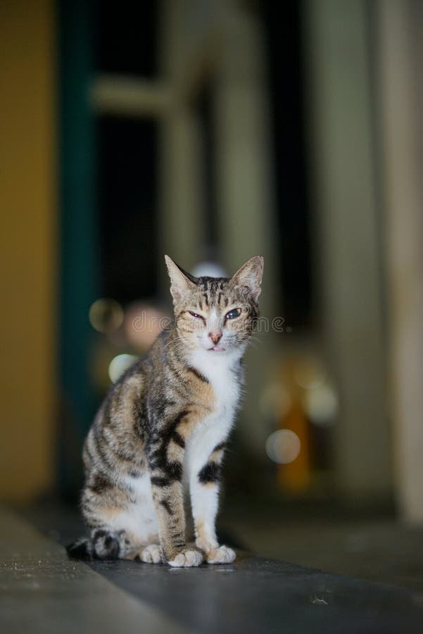 Kitty stock image. Image of kitty, shoot, random, animal - 133851801