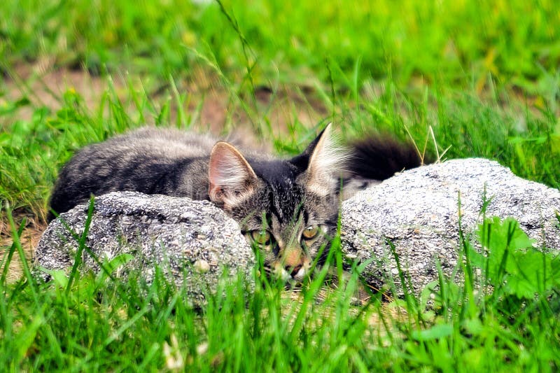 Kitty and Rocks stock image. Image of exploratiom, large - 50760031
