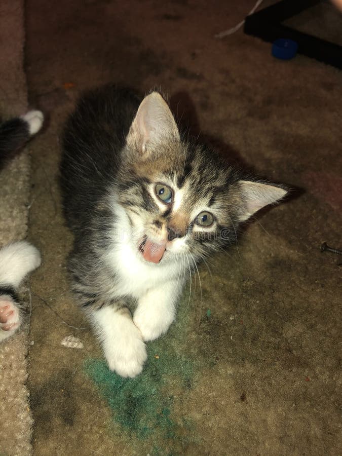 Kitty Says Wassup Everybody! Stock Image - Image of kittens, everybody ...