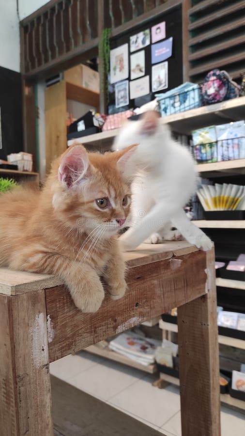 Kitty sibling stock image. Image of sibling, color, cuteee - 264273815