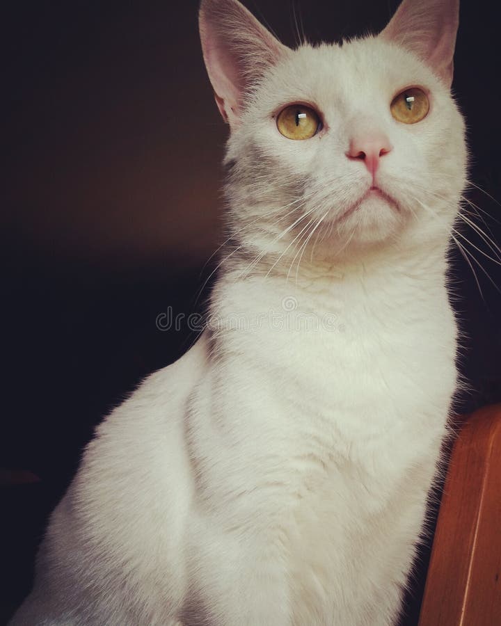 White Cat stock photo. Image of white, soft, golden, kitty - 80407776