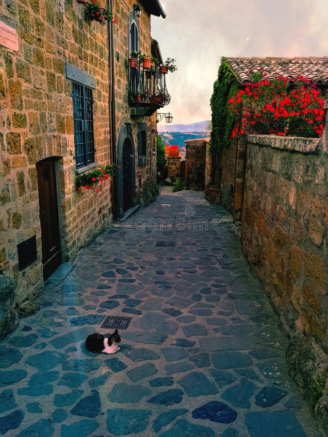 Kitty on the Street in Bagnoregio Stock Image - Image of alley, road ...