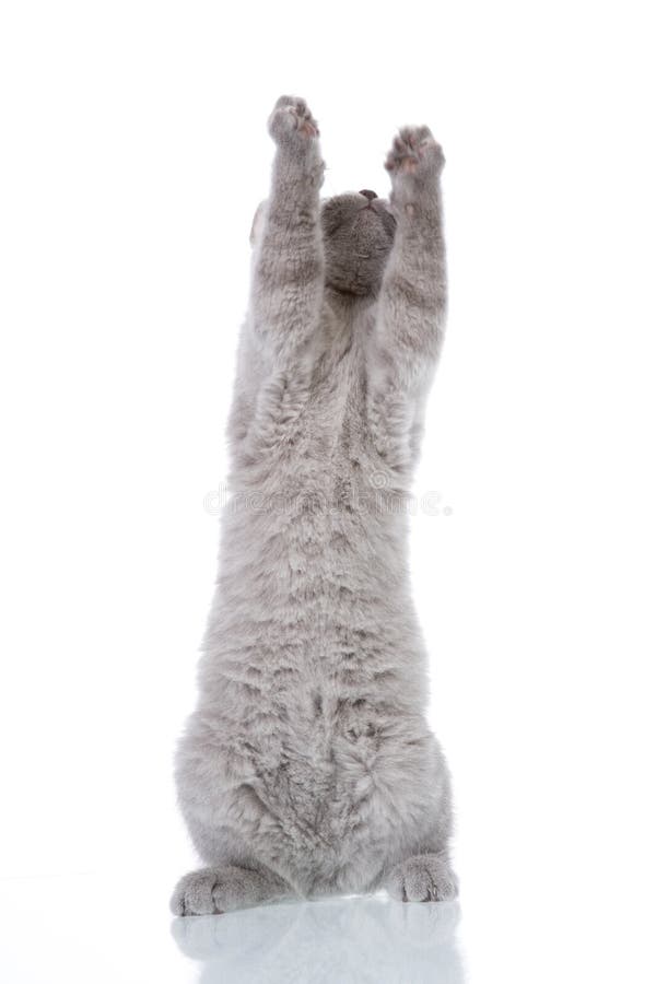 Kitty stretching stock image. Image of feline, young, white - 1817657