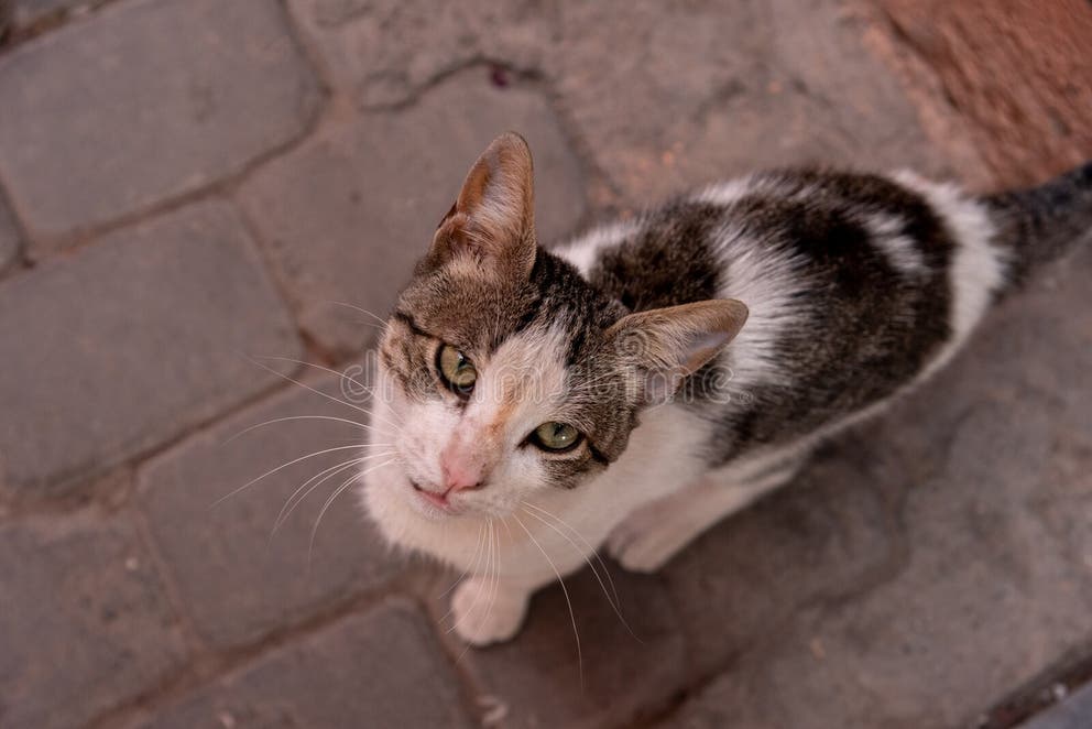 Kitty Tender Cat, Checking Something Stock Photo - Image of whiskers ...