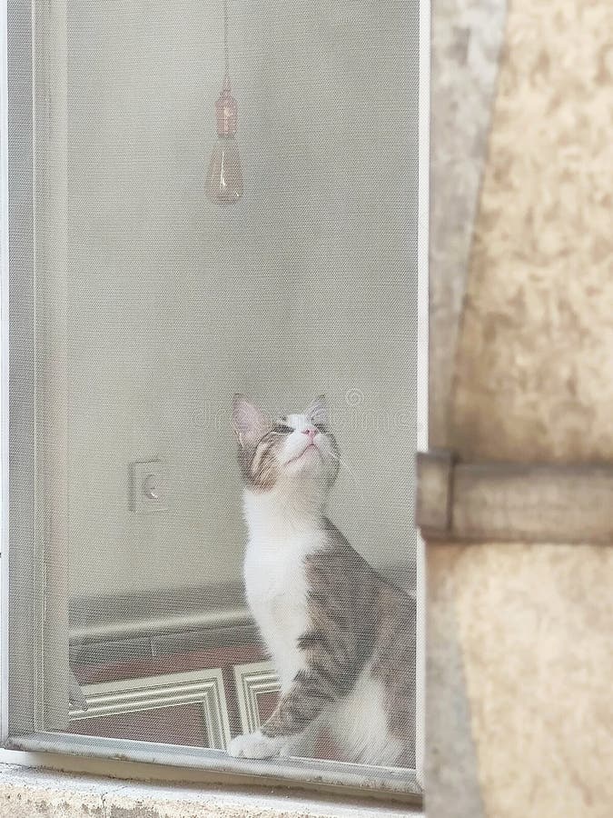 Kitty thinking about life stock image. Image of furniture - 229465981