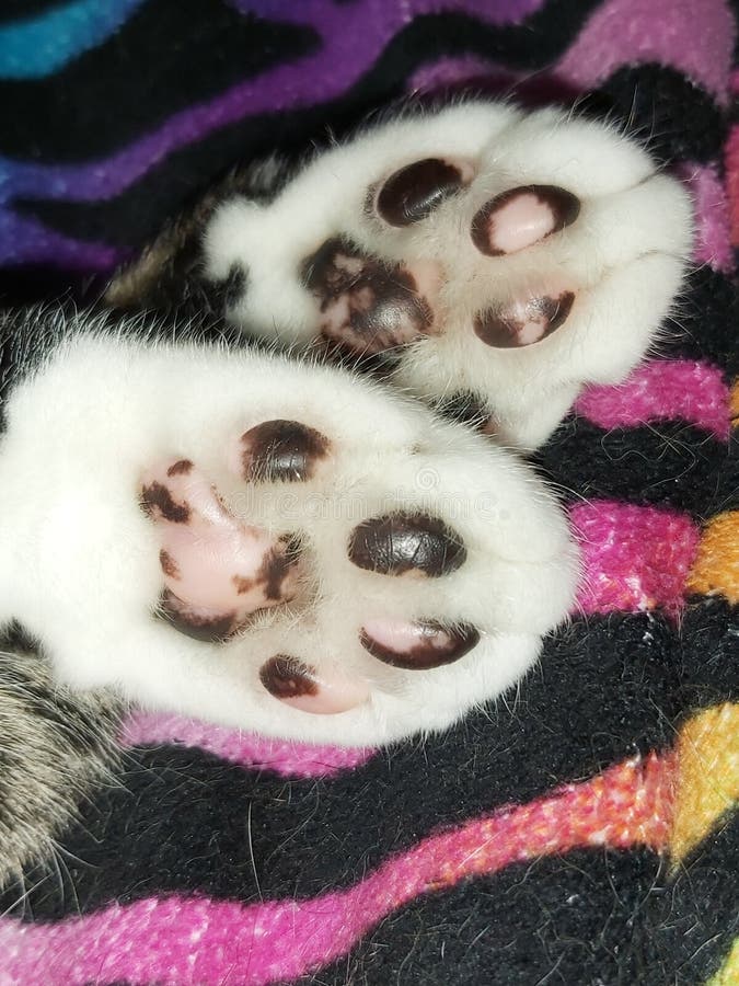 Kitty toe beans stock image. Image of purple, flower - 188184901