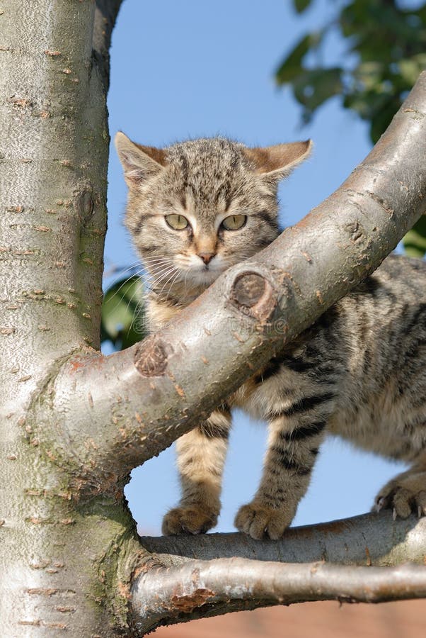 Kitty on a tree stock photo. Image of mammal, garden - 18692560