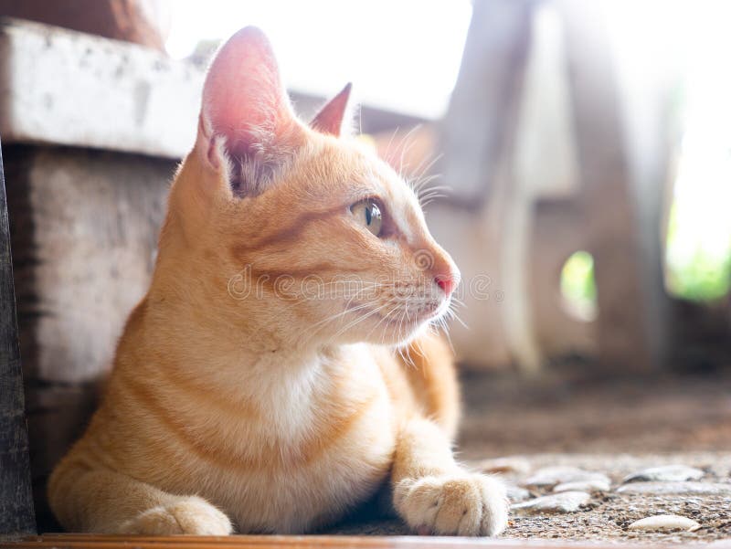 Kitty Waiting in Front of the Door Stock Photo - Image of background ...