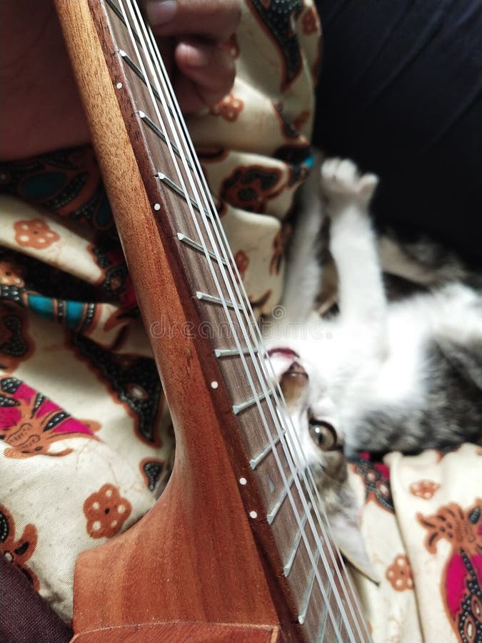 Kitty Wants To Play Some Chords Stock Photo - Image of play, chor ...