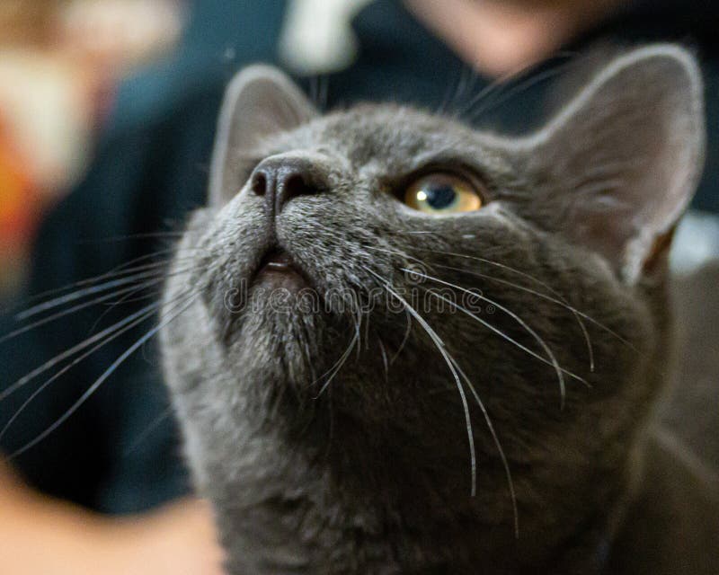 Kitty Wants a Treat stock photo. Image of wildcat, mammal - 213489282