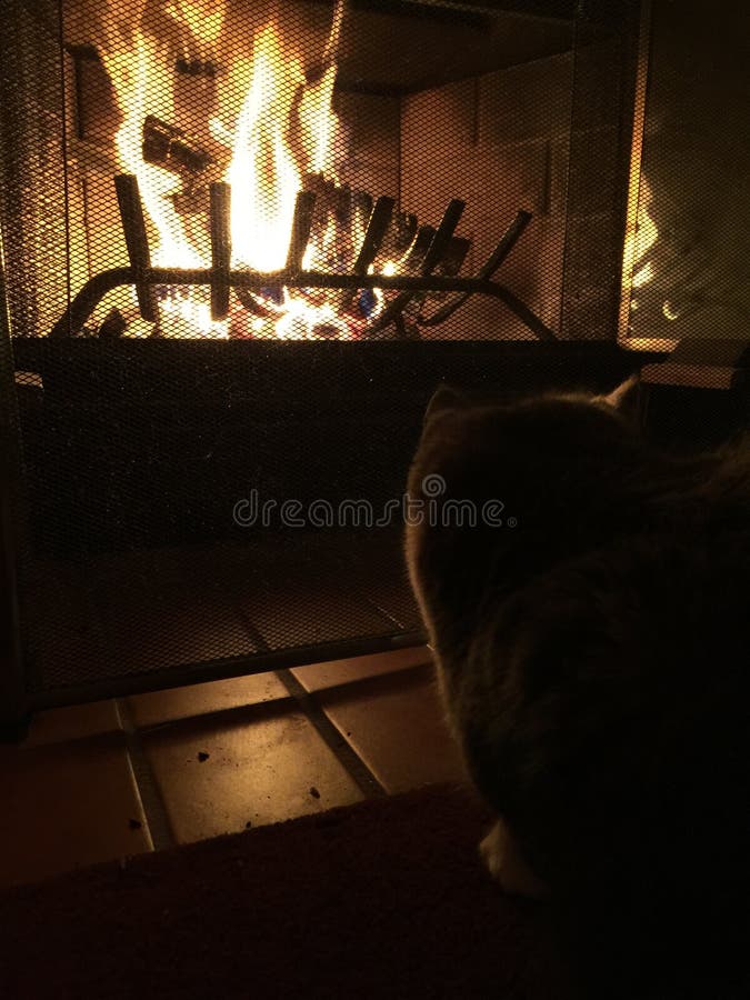 Kitty watching the fire stock image. Image of winter - 48413555