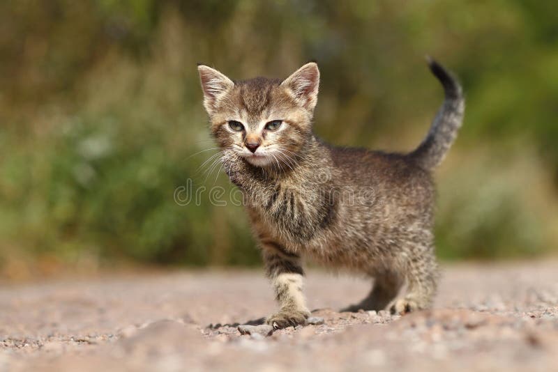 Kitty stock photo. Image of feline, animal, attitudeball - 10174910