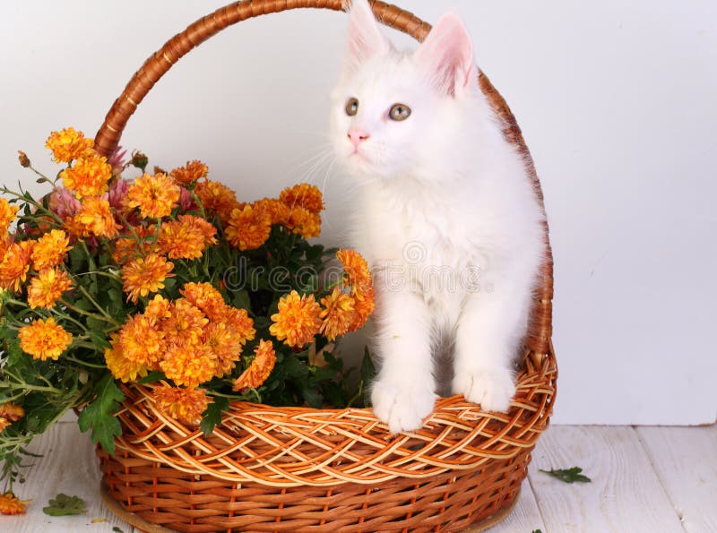 Meikoon Stock Photos - Free & Royalty-Free Stock Photos from Dreamstime