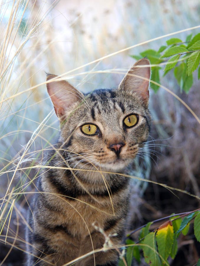 51,754 Wild Kitty Models Stock Photos - Free & Royalty-Free Stock ...