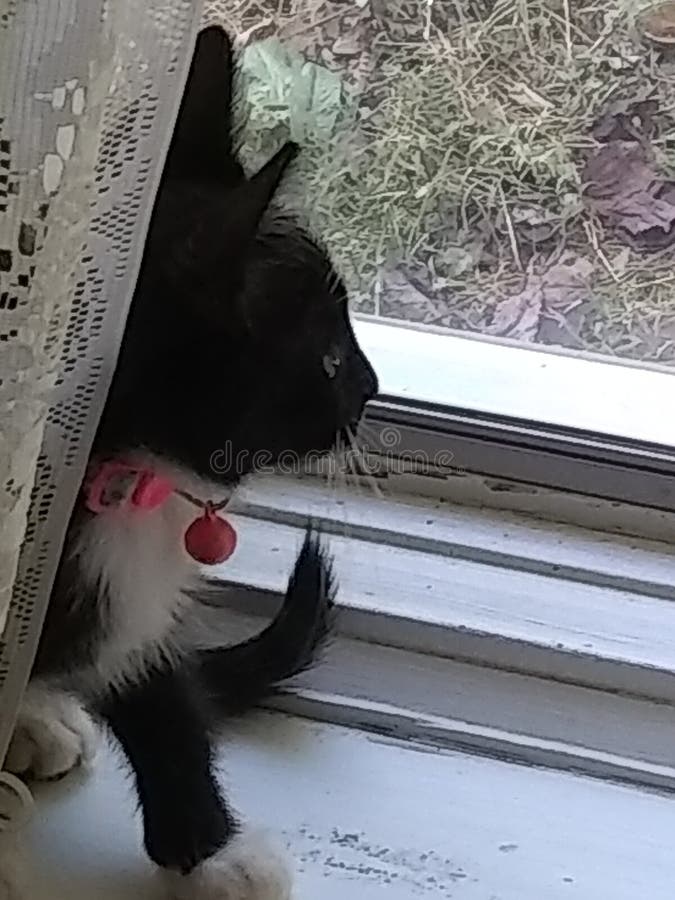 Kitty in window stock image. Image of window, kitty - 164973455