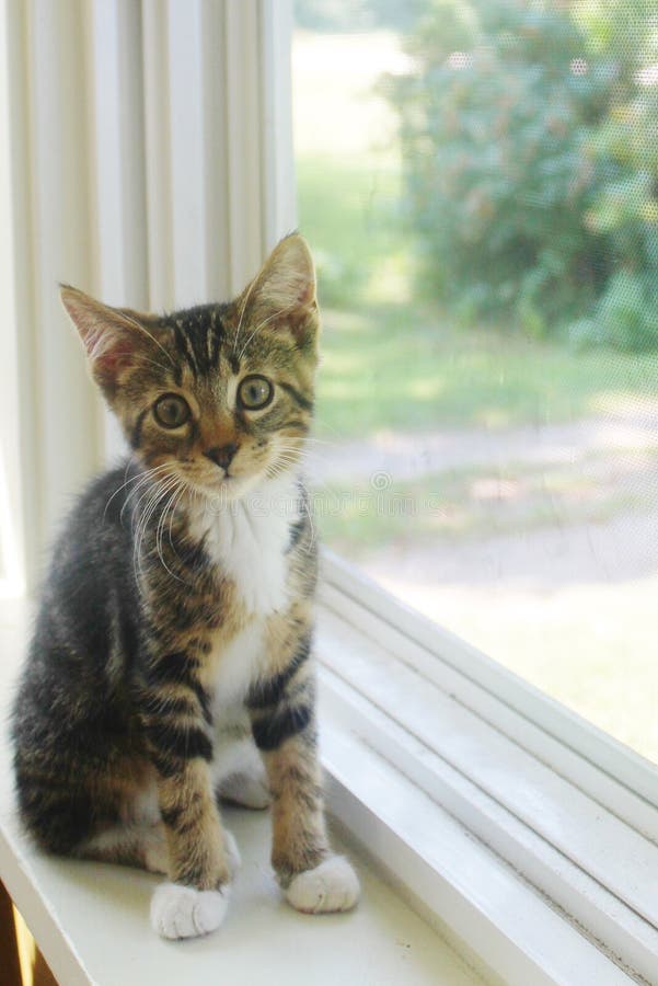 Kitty in the Window stock image. Image of sill, sitting - 100017053