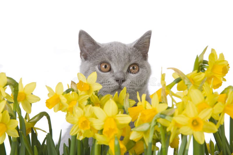 Kitty and yellow flowers stock image. Image of blossom - 2005697