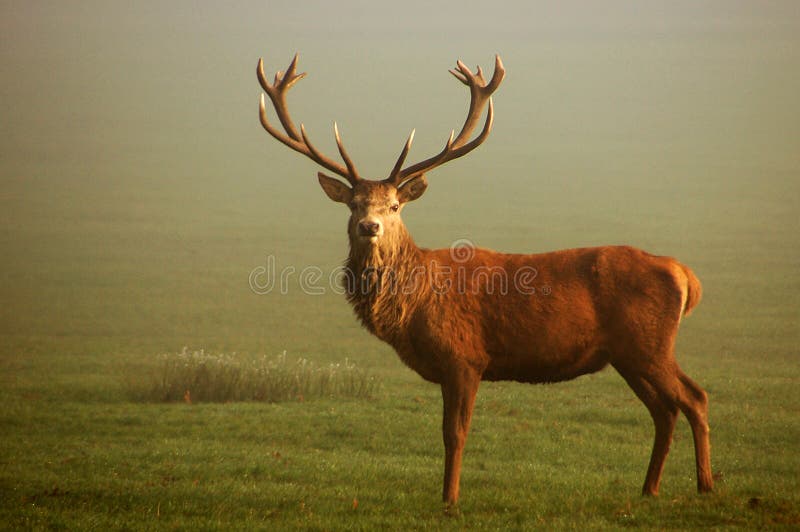 Kitz stockfoto. Bild von tier, maultier, jahreszeit, jagd - 13161604