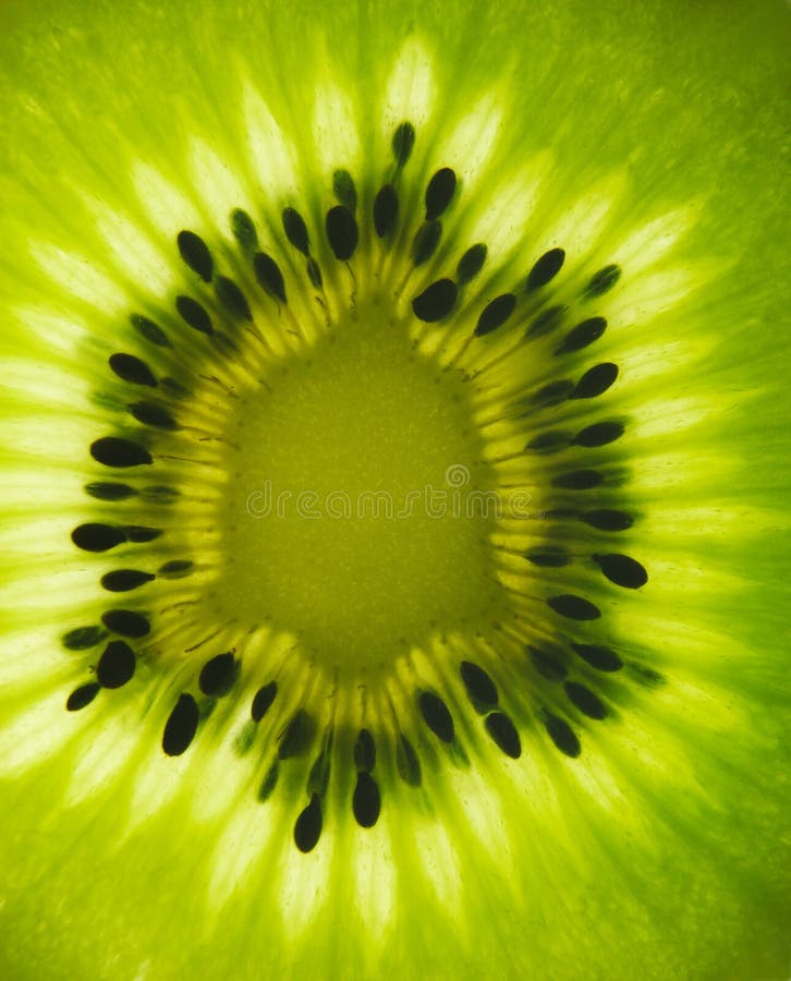 Kiwi stock photo. Image of seed, eating, ingredient, freshness - 12198066