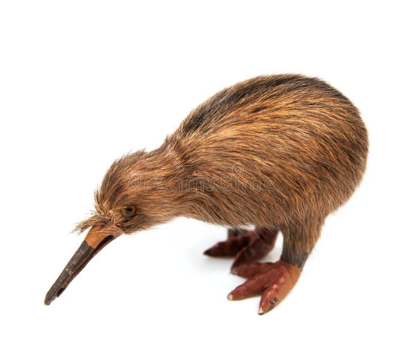 Kiwi Bird Flying