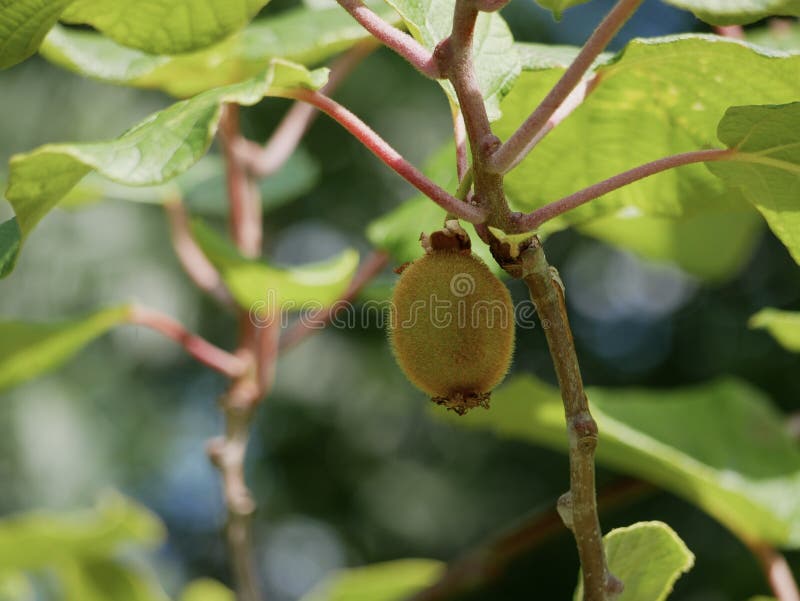 Kiwi Fruit Growing on a Tree Stock Image - Image of branch, garden ...