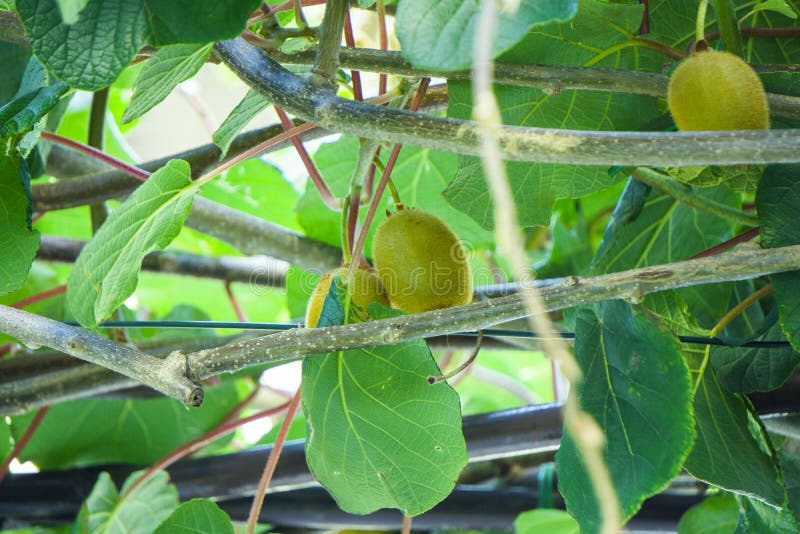 Fresher Clip Art Stock Photos - Free & Royalty-Free Stock Photos from ...