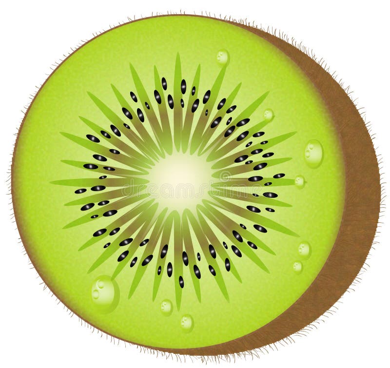 Kiwi Fruit - Vector stock vector. Illustration of fruit - 13951609