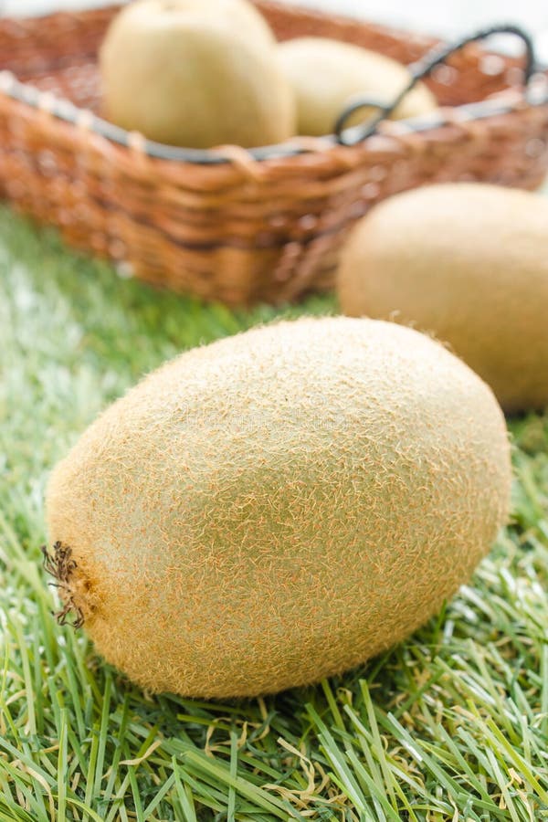 Kiwi fruits stock image. Image of harvest, kiwi, fruit - 34663001