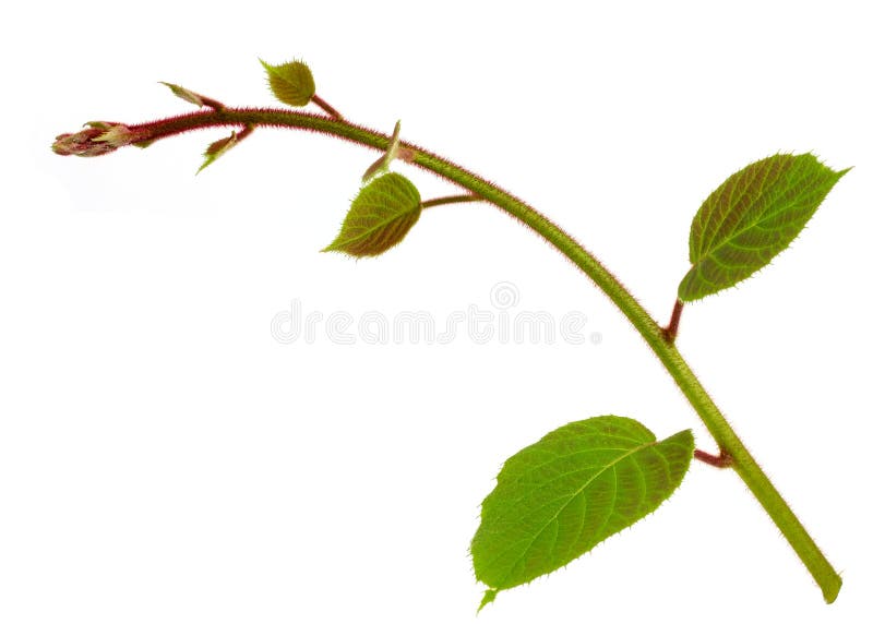 Kiwi Leaves Isolated on White Stock Image - Image of orchard, fruit ...