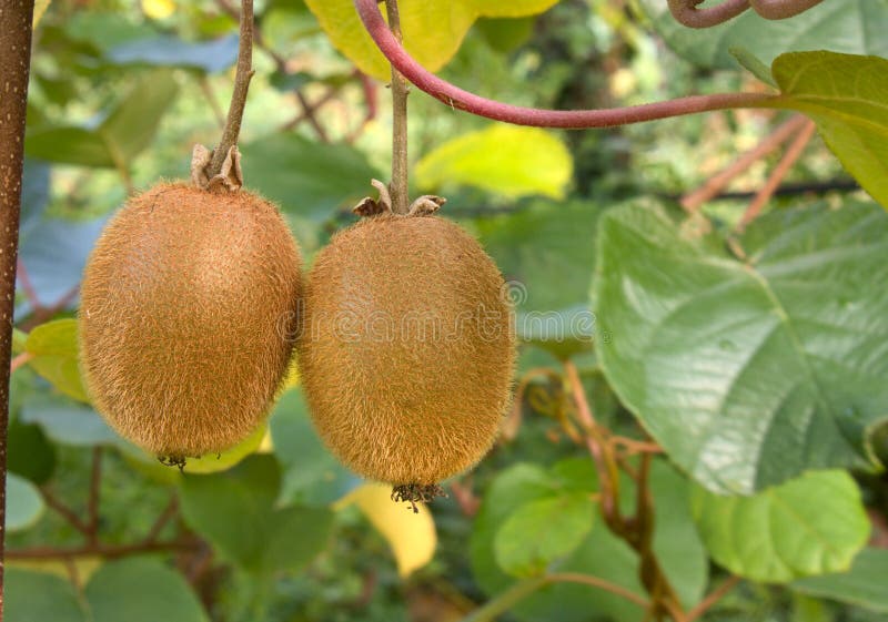 Kiwi plant stock photo. Image of leaf, grow, cultivate - 21252100