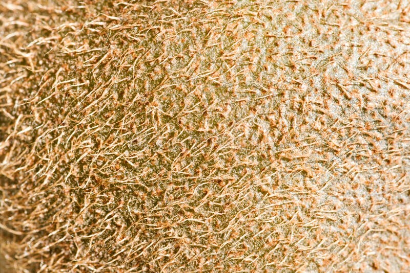 Kiwi texture stock image. Image of health, isolated, juicy - 15783775