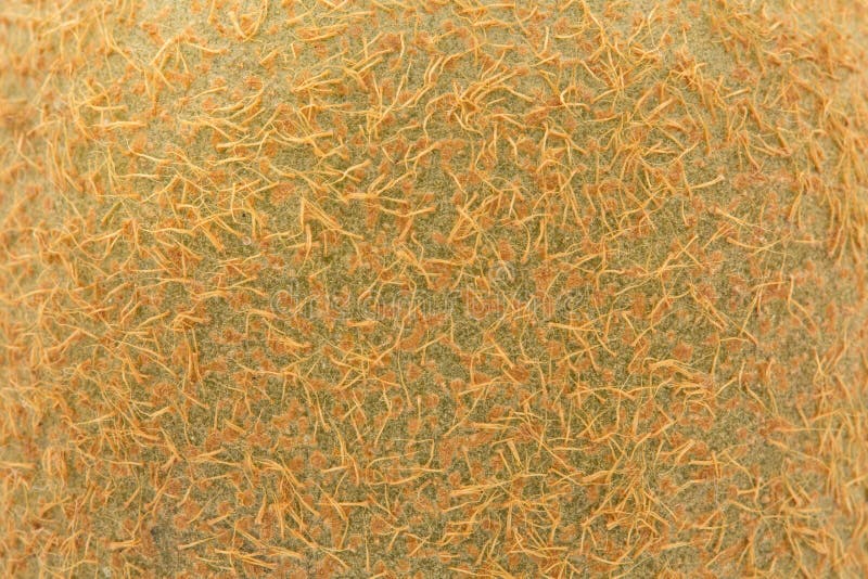 Kiwi Skin stock photo. Image of fruit, kiwi, healthy - 11233944